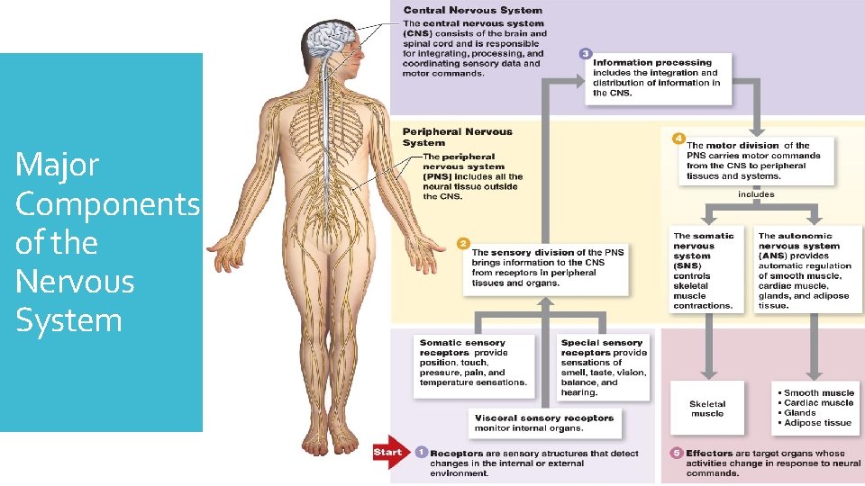 Neurons CIPN Major Components of the Nervous System