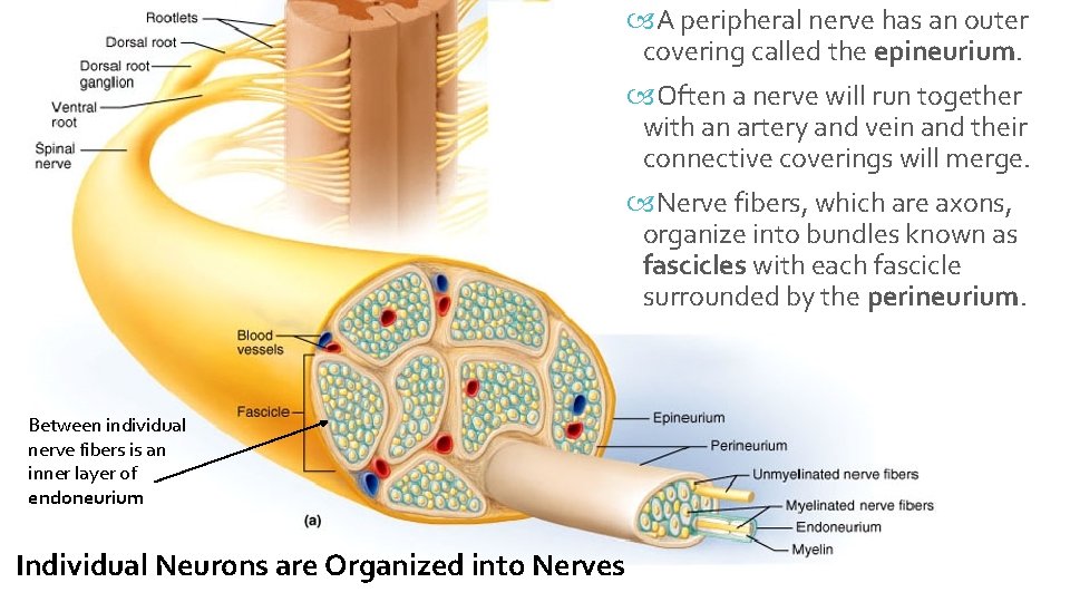 Neurons CIPN Major Components of the Nervous System