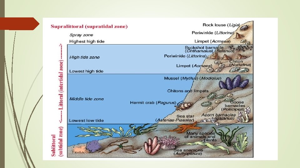 Rocky shore adaptation to wave action Submitted by