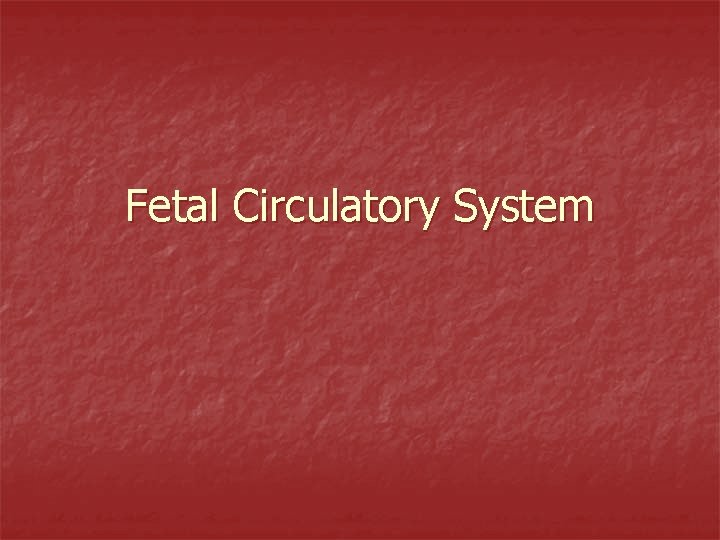 Fetal Circulatory System Fetus Development n n During
