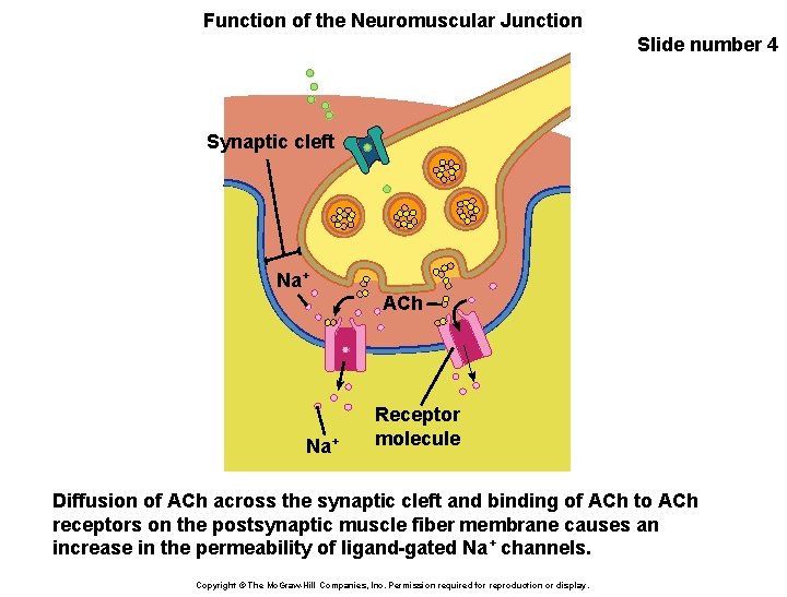 Function of the Neuromuscular Junction Slide number 1