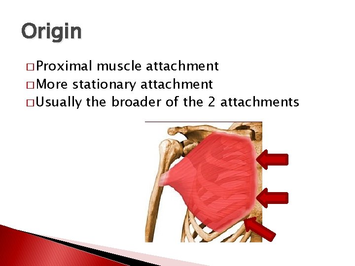 How Will We Learn Muscles By Location Sections