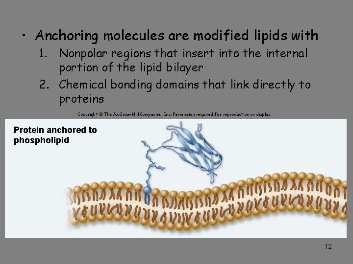 Chapter 5 Membranes Copyright The Mc GrawHill Companies