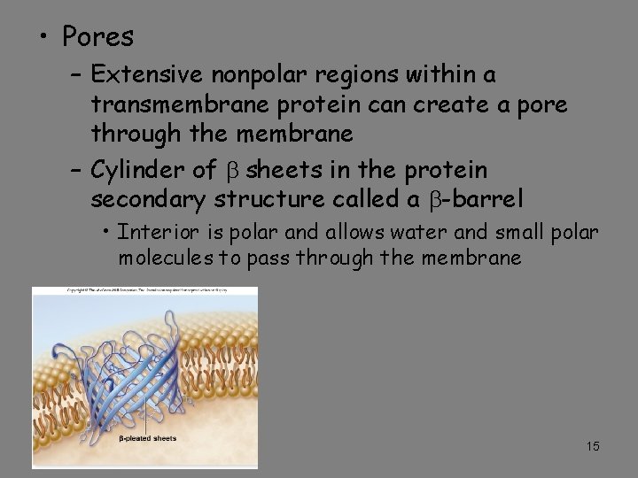 Chapter 5 Membranes Copyright The Mc GrawHill Companies