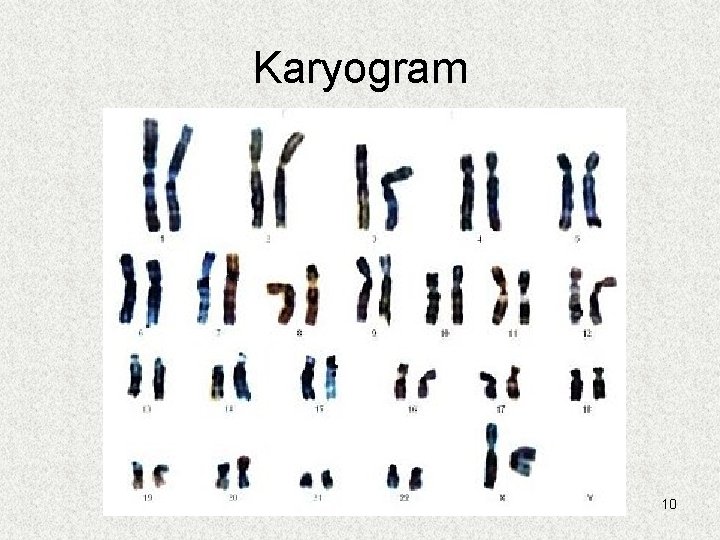 3 2 Chromosomes 3 2 Objectives Prokaryotes have