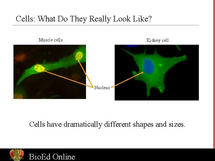 Stem Cells Joseph G Marx Ph D Baylor