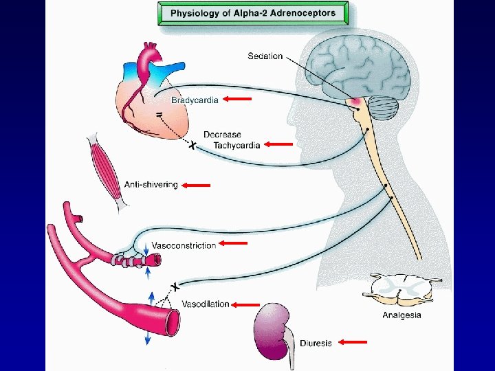 APPLICATIONS OF DEXMEDETOMIDINE IN PEDIATRIC PROCEDURAL SEDATION GOALS