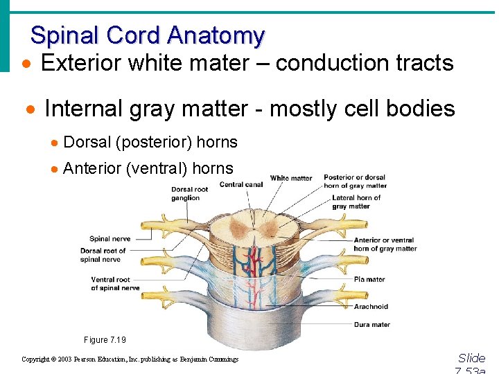 Brain and Spinal cord The Reflex Arc Reflex