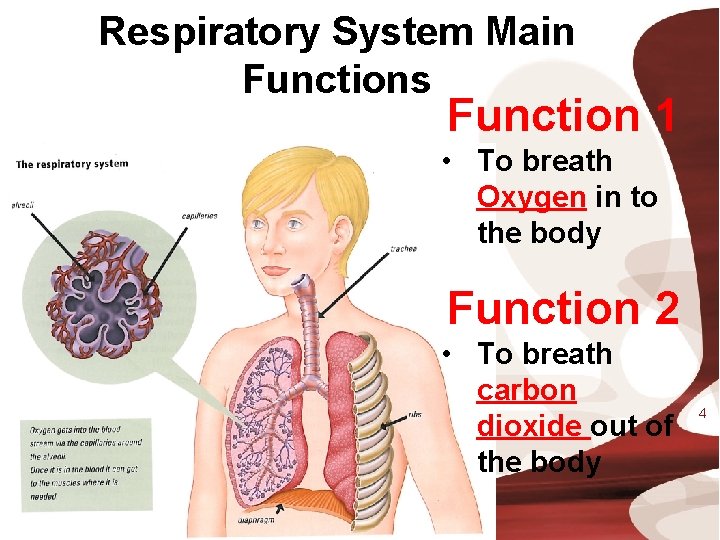 Topic 8 The Respiratory System Learning Objectives To