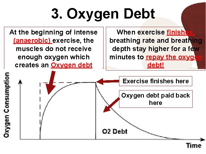 Topic 8 The Respiratory System Learning Objectives To