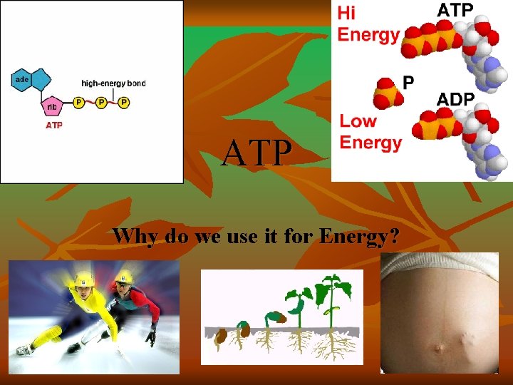 ATP Why do we use it for Energy
