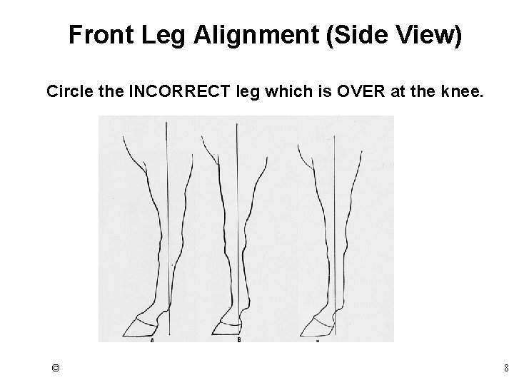 KNOWLEDGE AND SKILLS ASSESSMENT EXERCISE Groom Elite HORSEMENS