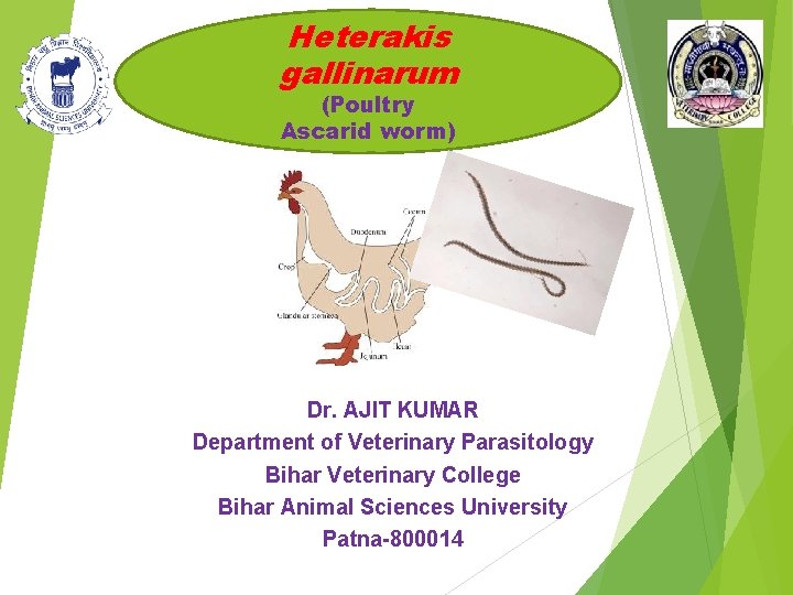 Heterakis gallinarum Poultry Ascarid worm Dr AJIT KUMAR