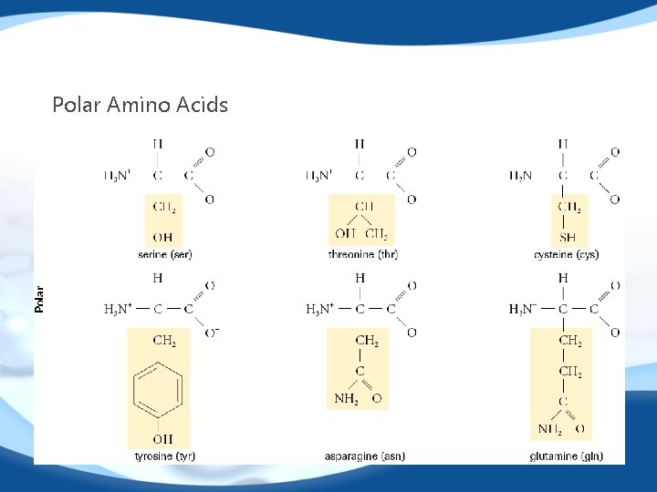 The Chemistry of Life Proteins Ms Richardson SBI
