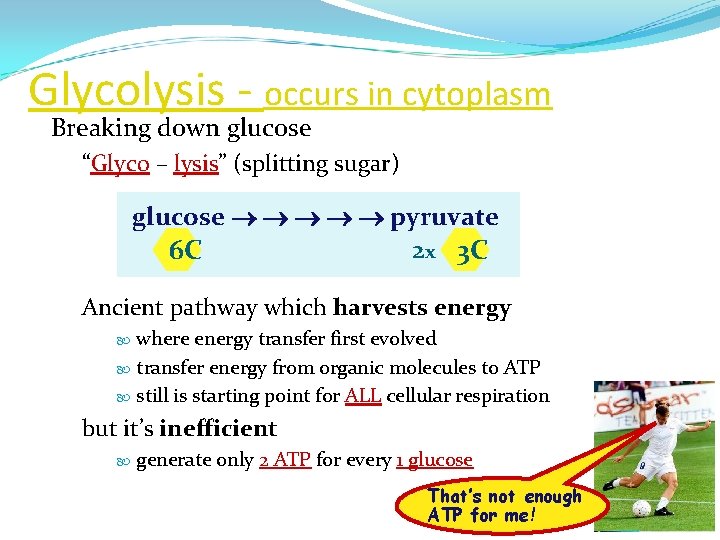 Module 4 Respiration 1 4 3 Glycolysis Learning