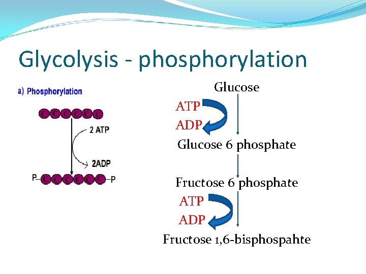 Module 4 Respiration 1 4 3 Glycolysis Learning