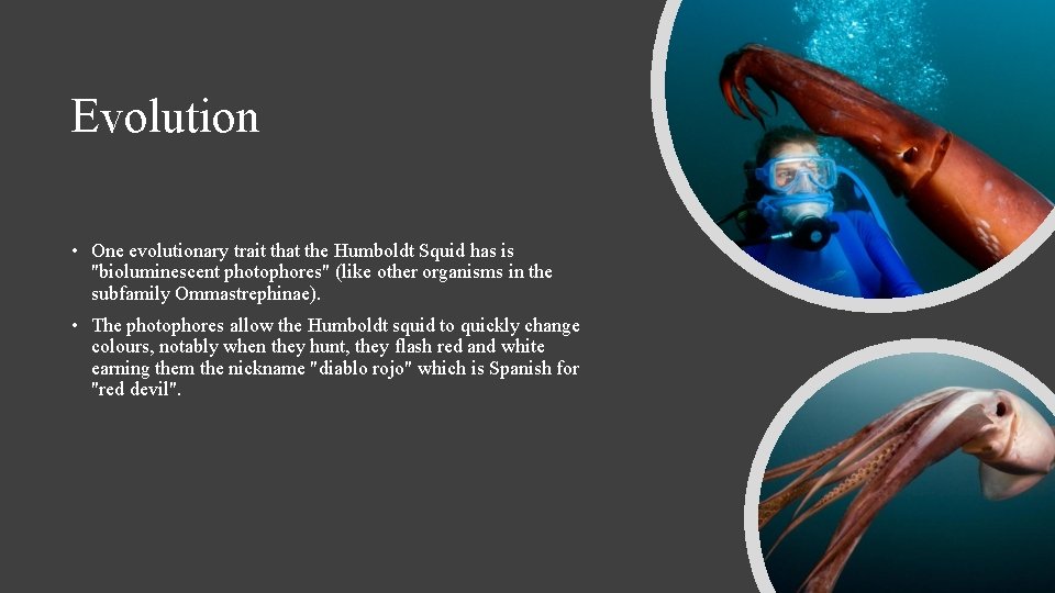 The Humboldt Squid Animalia Mollusca Classification Cephalopoda Oegopsida