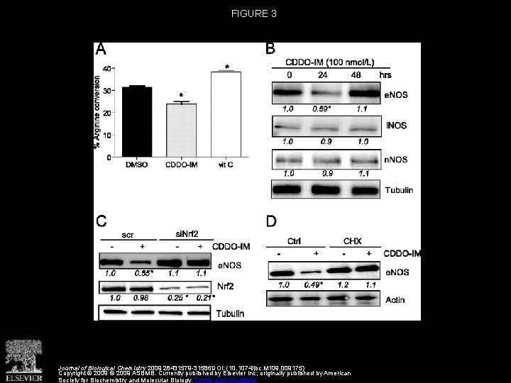 Active NFE 2 related Factor Nrf 2 Contributes