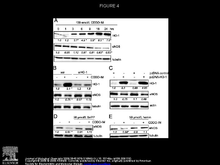 Active NFE 2 related Factor Nrf 2 Contributes