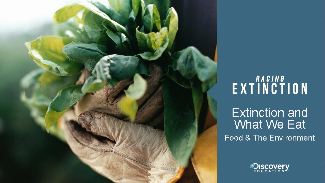Extinction and What We Eat Food The Environment