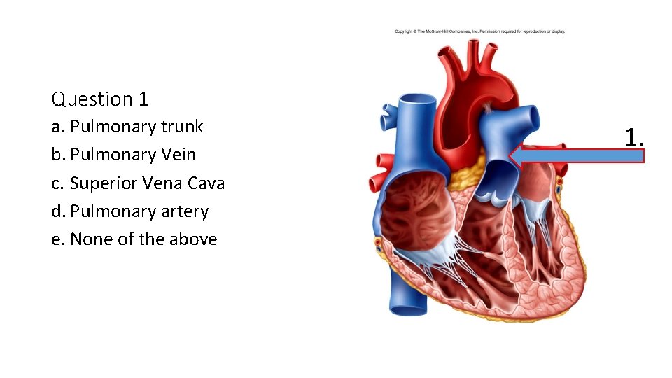 Heart Question 1 a Pulmonary trunk b Pulmonary