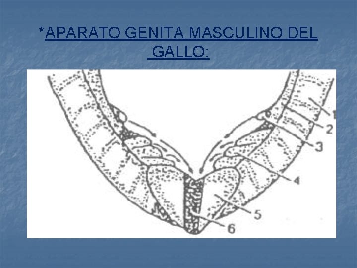APARATO GENITAL DE LAS AVES APARATO GENITAL DE