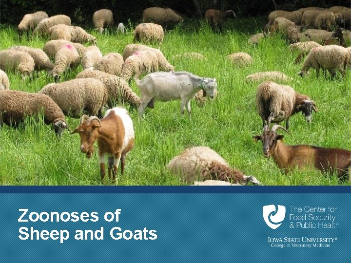 Zoonoses of Sheep and Goats What are Zoonoses