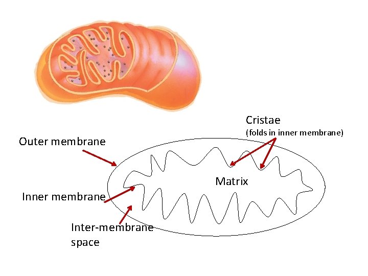 AP Biology Thursday 11911 Lab 5 Measuring Rates