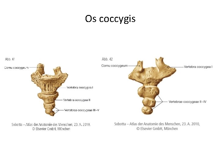 Csigolyk s gerincoszlop Dr Szab Arnold szabo arnoldmed