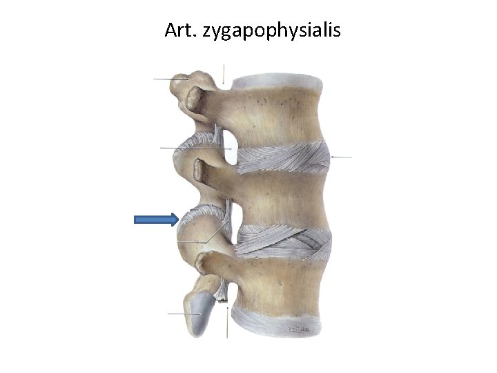 Csigolyk s gerincoszlop Dr Szab Arnold szabo arnoldmed
