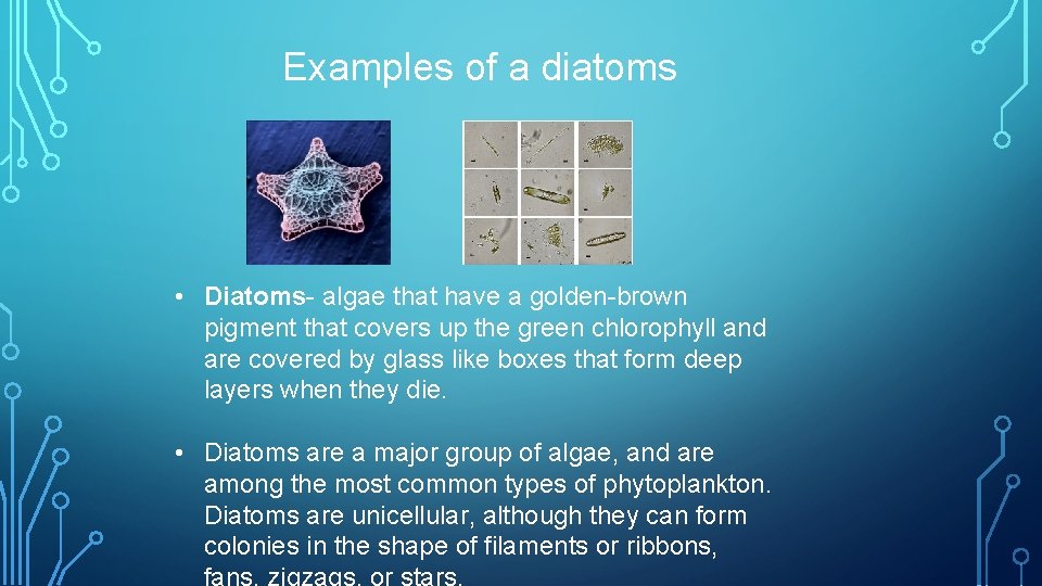 CHAPTER 8 SECTION 1 PROTIST PROTIST KINGDOM AS