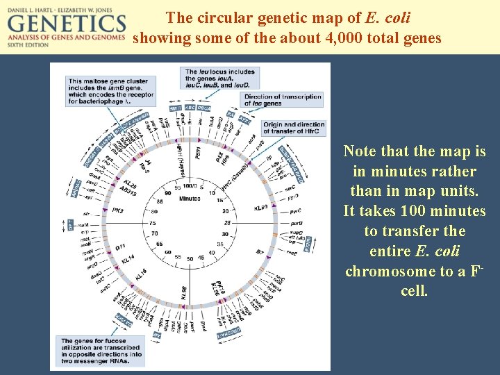 Chapter 9 Genetics of Bacteria and Their Viruses