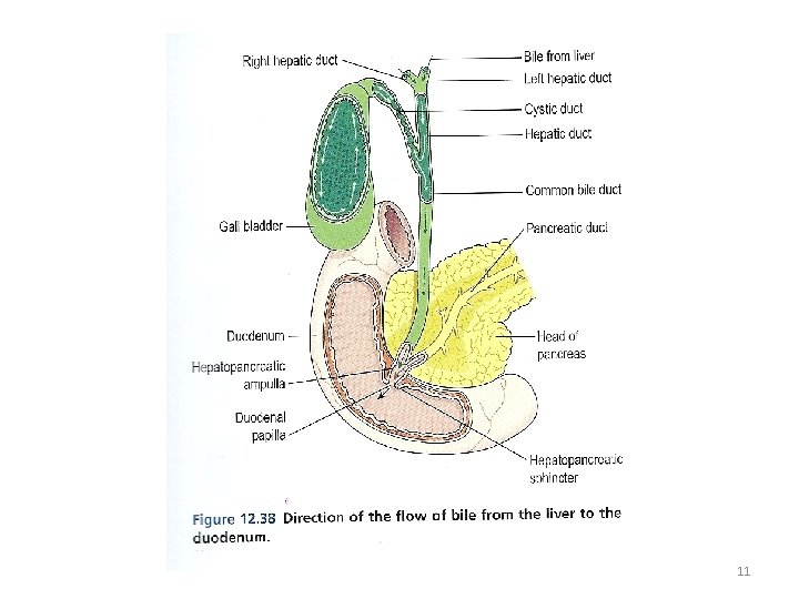 LIVER AND BILE SECRETION DR AMEL EASSAWI DR