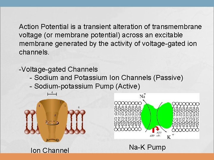 Action Potential is a transient alteration of transmembrane