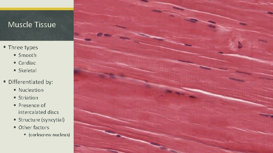 BSc 426 Histology Lab 1 Proper Microscope Care