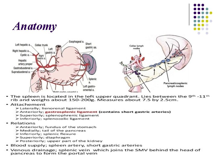 Surgical Disorder of Spleen Dr BINO Anatomy Splenectomy