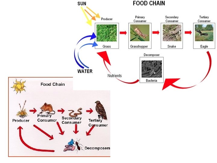 Food Chains Food Webs As you study more