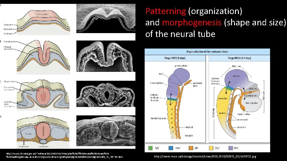 Exploring how the brain is shaped and wired