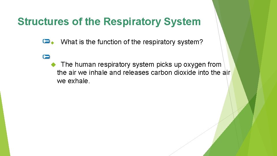 Lesson 33 3 Overview The Respiratory System Structures