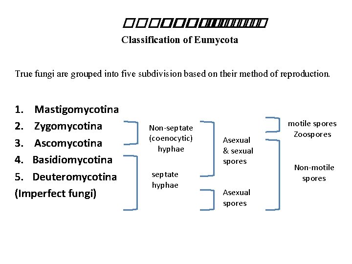 Classification of Eumycota Classification of Eumycota True fungi