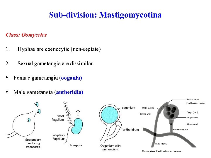 Classification of Eumycota Classification of Eumycota True fungi