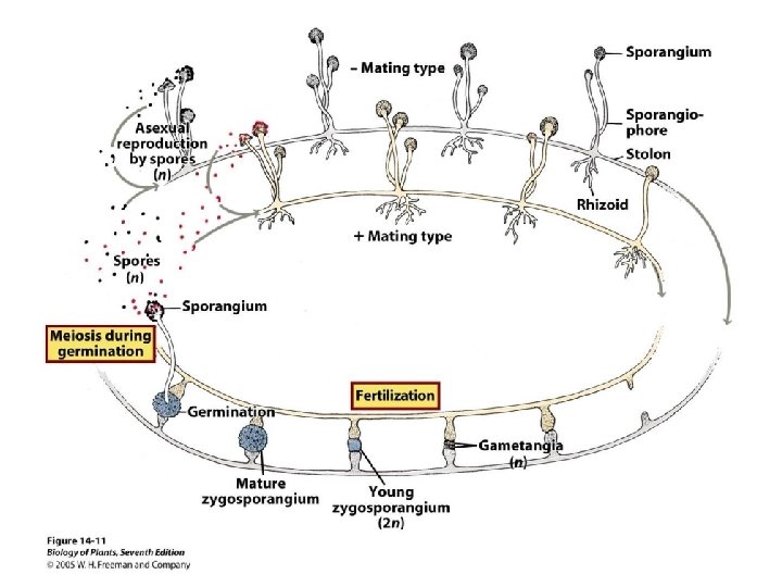 Classification of Eumycota Classification of Eumycota True fungi