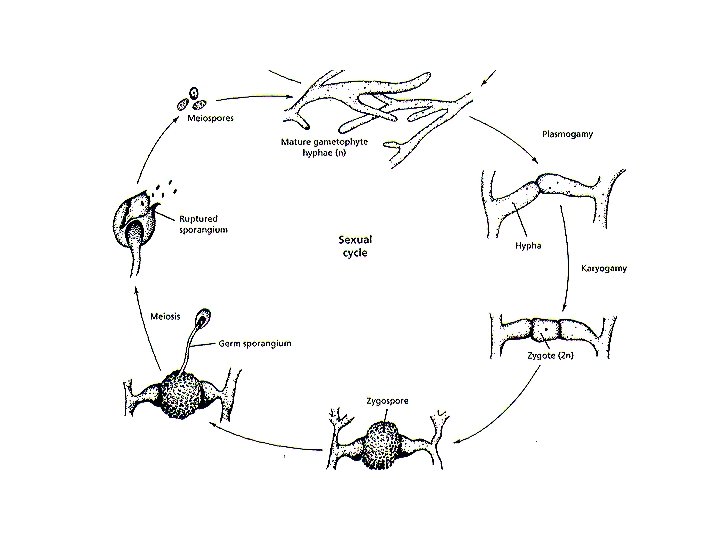 Classification of Eumycota Classification of Eumycota True fungi