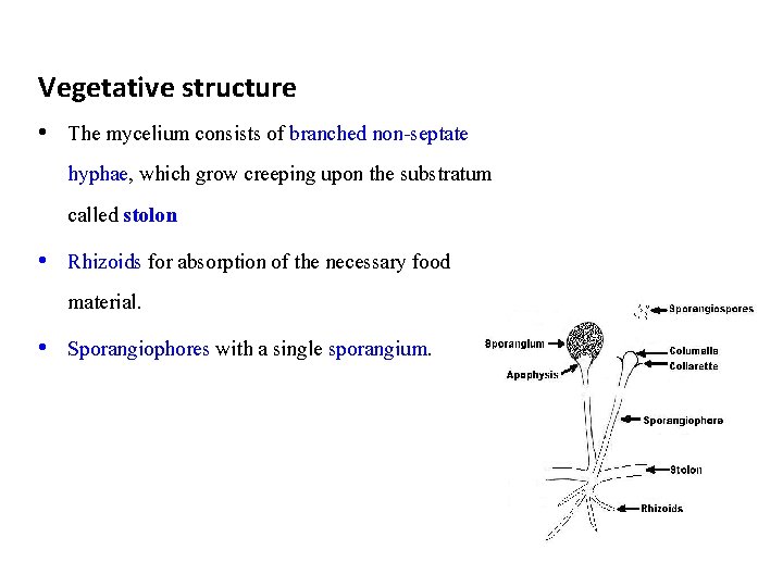 Classification of Eumycota Classification of Eumycota True fungi