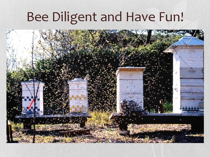 HONEY BEE SWARMING Identifying conditions Prevention Techniques Reasons