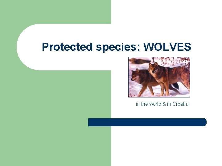 Protected species WOLVES in the world in Croatia