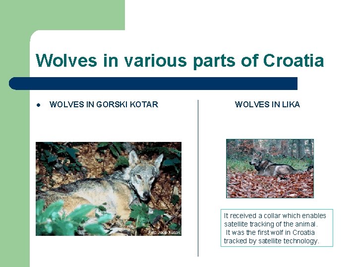 Protected species WOLVES in the world in Croatia