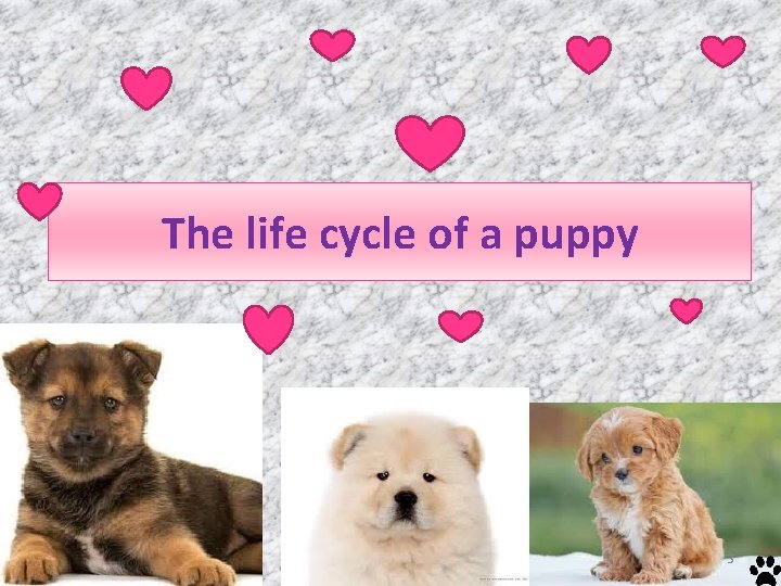 DOGS AND PUPPIES BY LAURA KIRWAN 1 Why