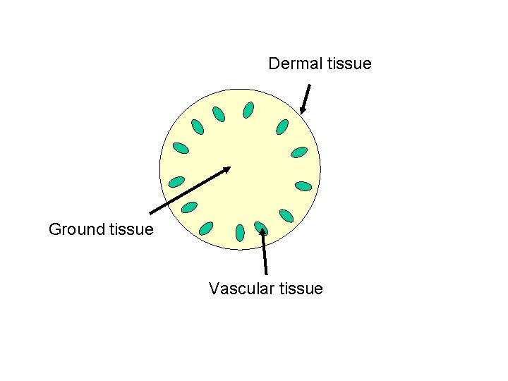 General Biology lab Lab 11 Plant Tissues Tissues
