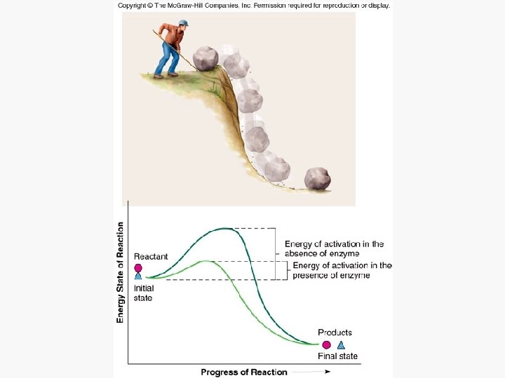 Chapter 8 Microbial Metabolism Topics Metabolism Energy Pathways